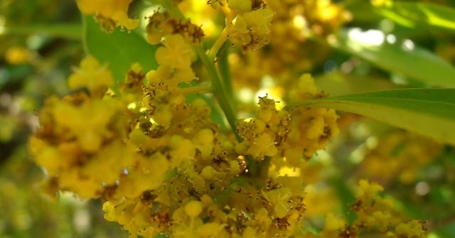 CÓCULO: Cocculus laurifolius | Plantas rioMoros