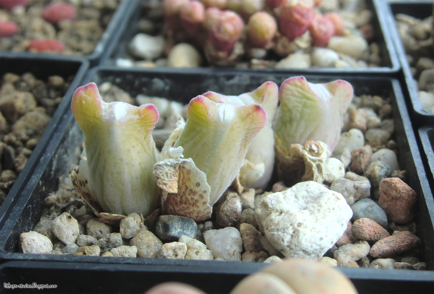 Lithops Stories: Spring update on Conophytums - part 2 (14 pics)