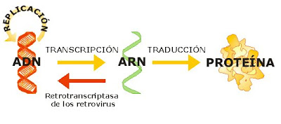 BIOLOGY BLOG.: Flujo genetico