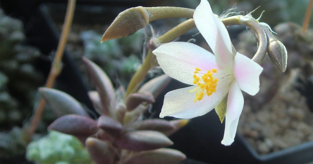 Lithops Stories: More current flowers (4 pics)