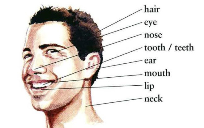 Vocabulary | Parts of the body | Partes del cuerpo | Elementary