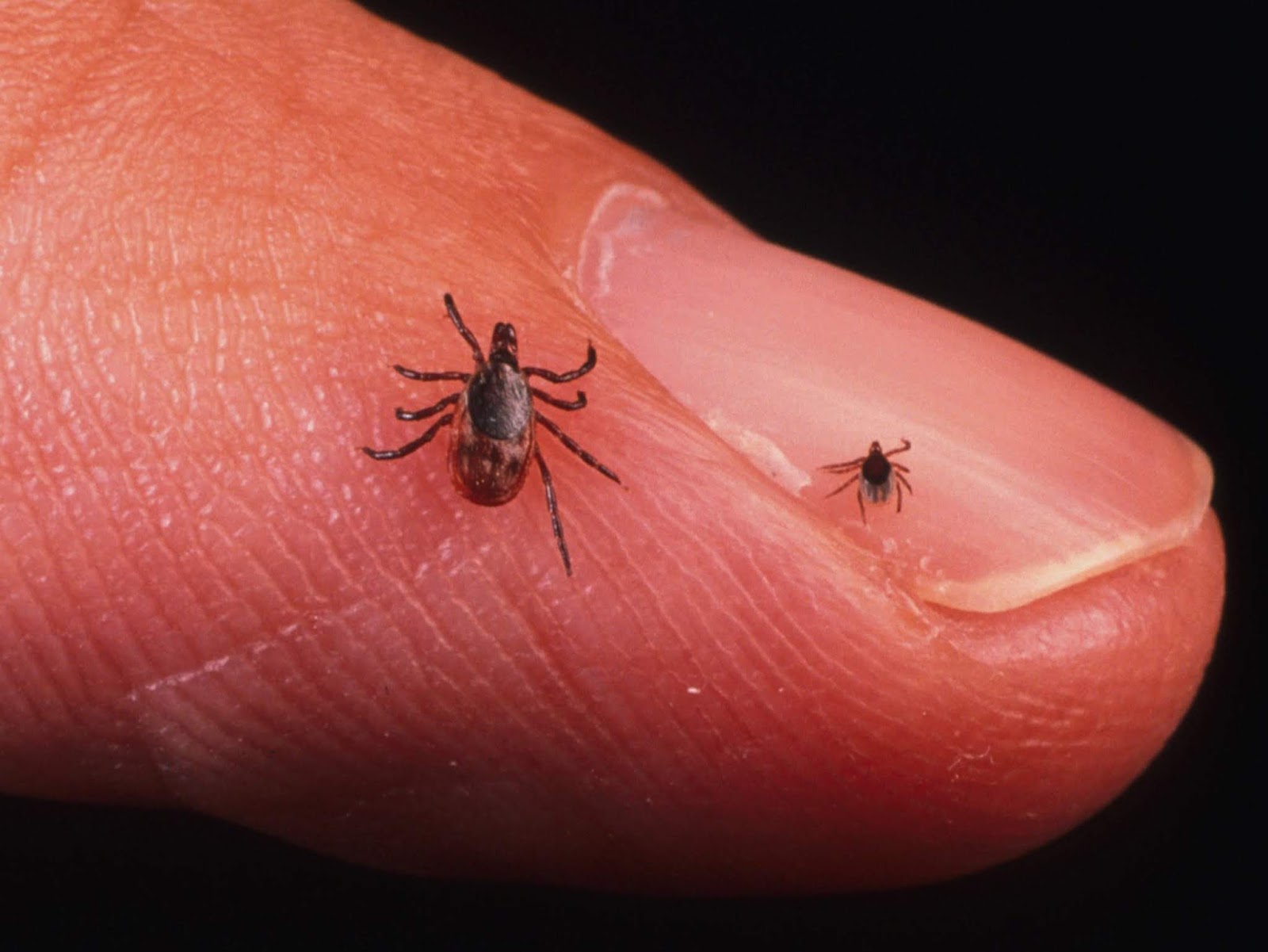 PA Environment Digest Blog: DEP/Health Announce New Statewide Tick ...