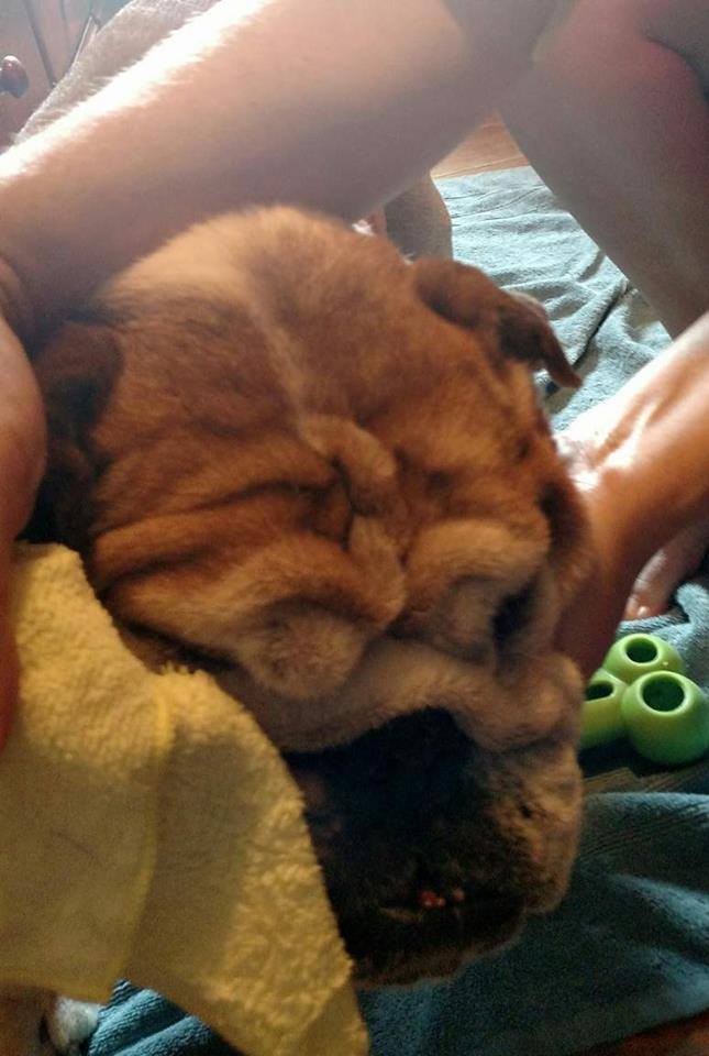 I Love My Dog Natural Pet Health Itchy Dog Rash On Belly Natural i-love-my-dog-natural-pet-health-itchy-dog-rash-on-belly-natural
