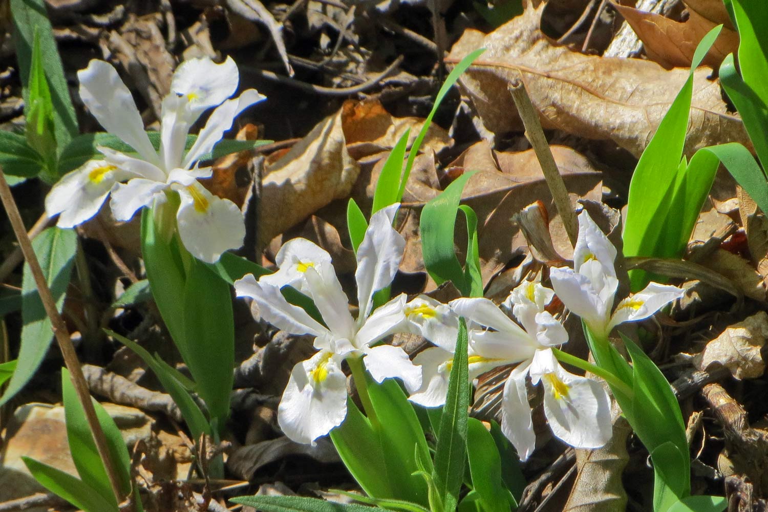 An Arkies Musings: Shady Lake and Bard Springs