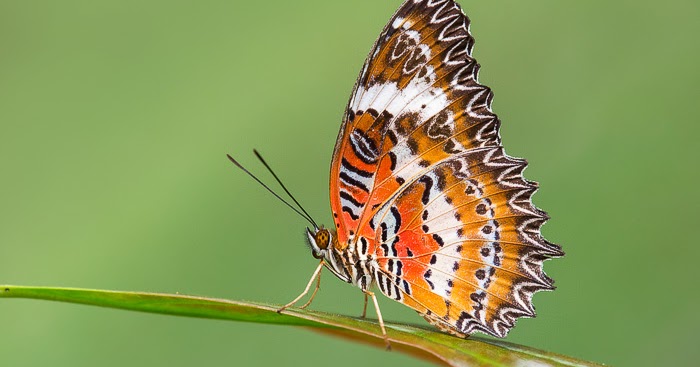 Butterflies of Singapore: Butterfly of the Month - February 2016