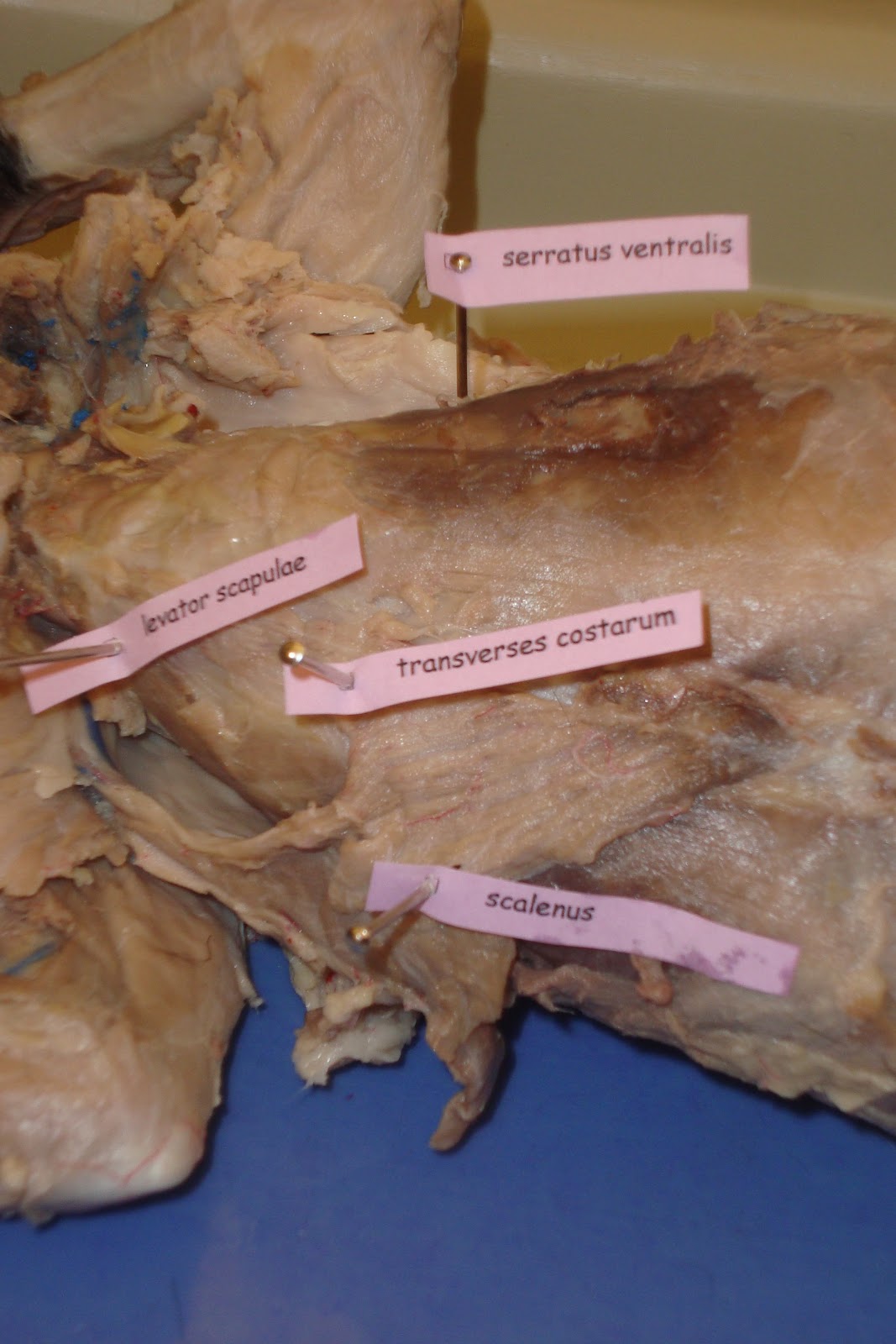 Cat Dissection: Human Anatomy: Cat Dissection: Thorax