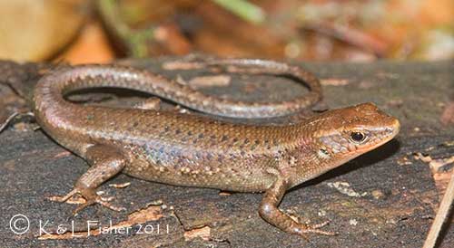 Kingfisher Park Birdwatchers Lodge (old): 23-Oct-2011