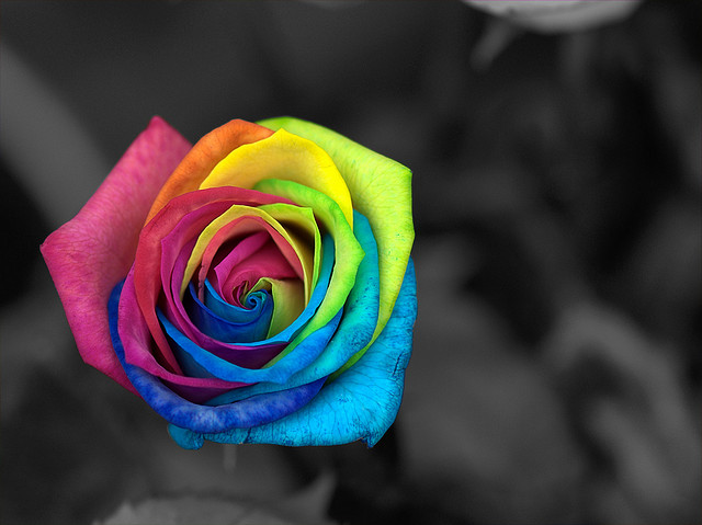 The Most Amazing Things: Most Beautiful colorful Roses