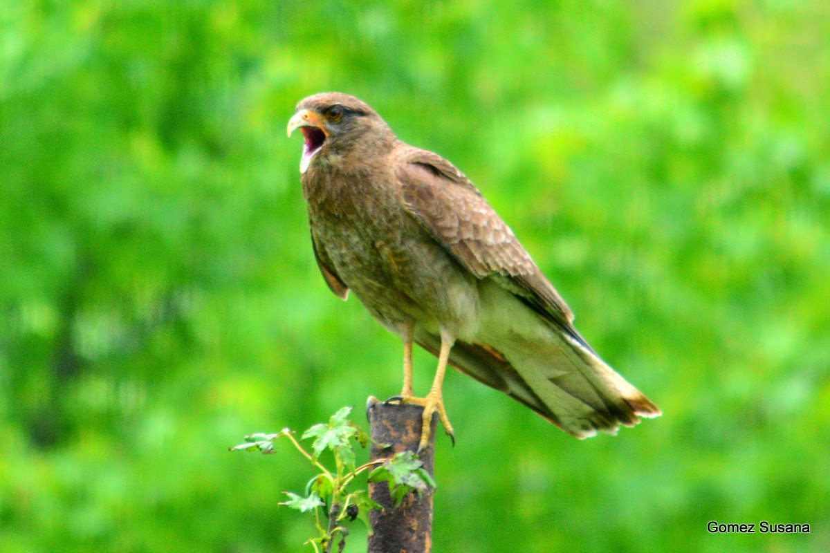 Aves de Lobería.: CHIMANGO Milvago chimango