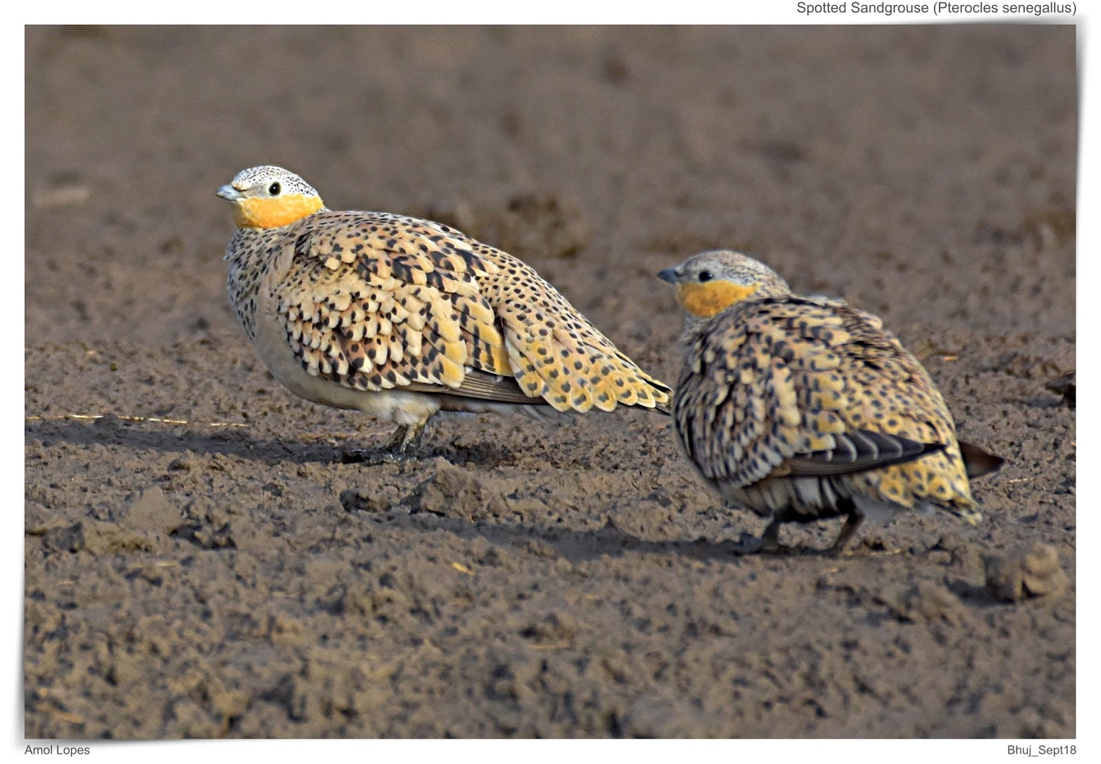 AmolDiego: Bhuj Birding