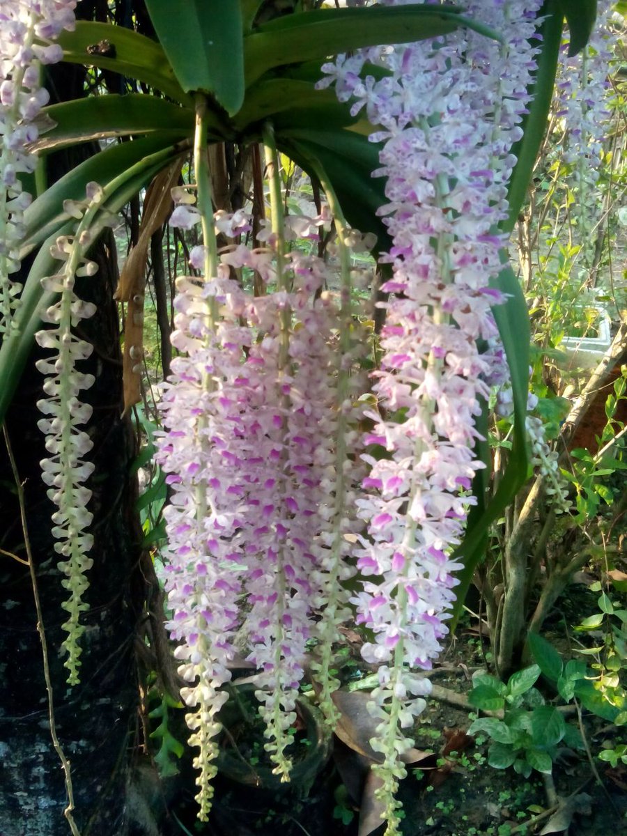 Northeast Indian Tribes and people: BOHAG BIHU or RONGALI BIHU