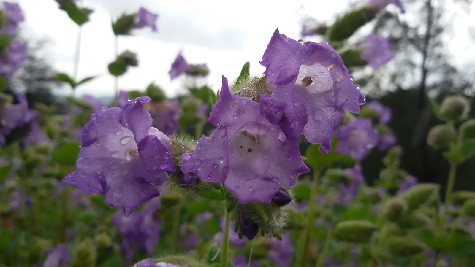 My Travel experiences: Exploring the rarely explored TILARI