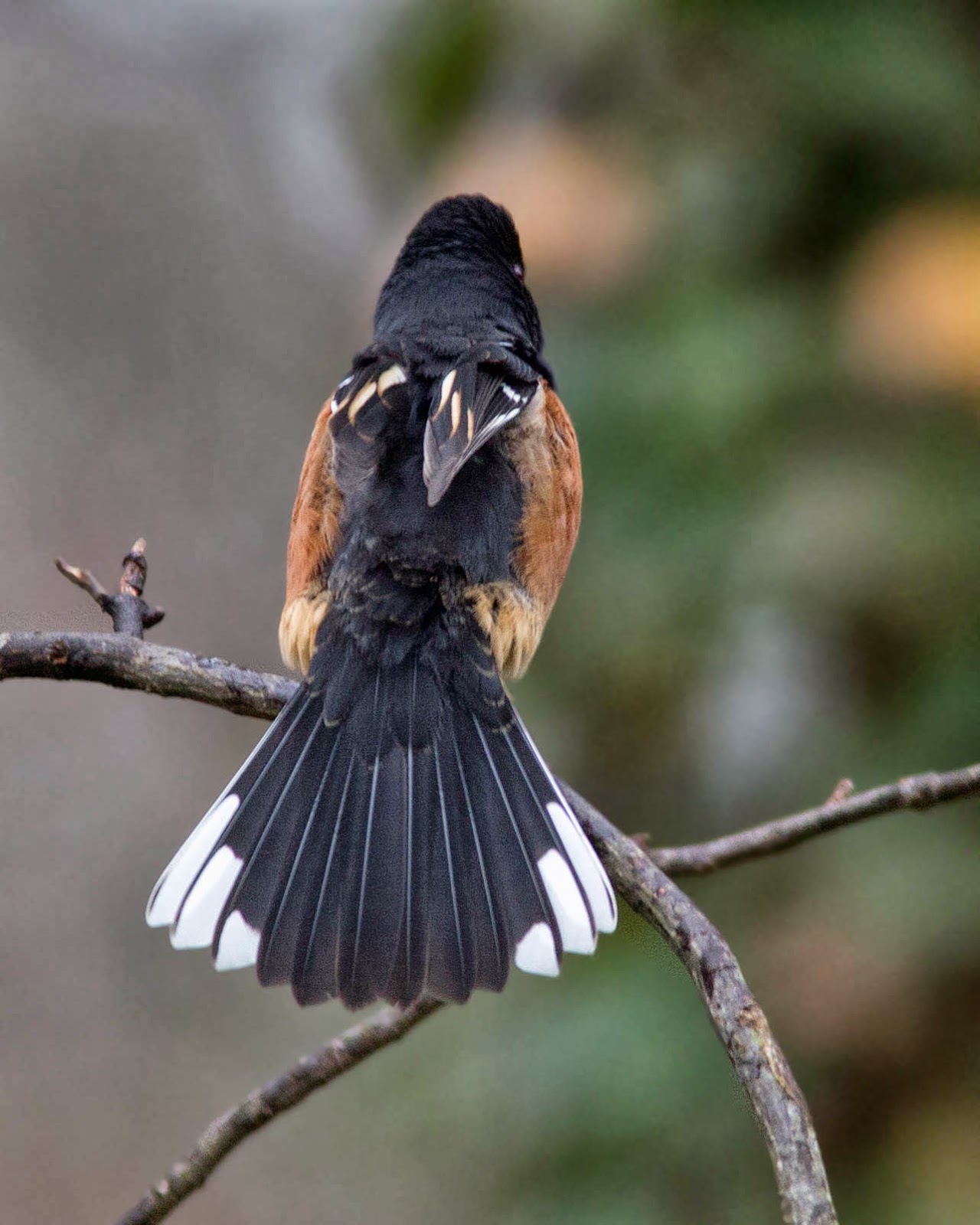 Exploring Nature in NC: Eastern Towhee