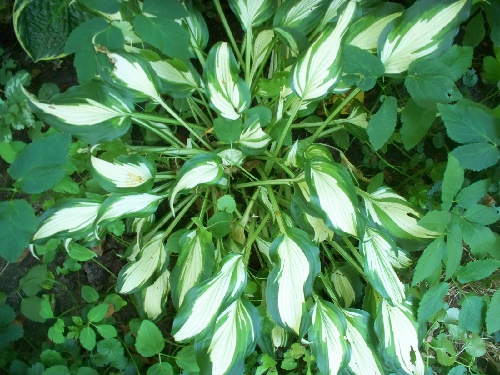 Garden Beauty: Hostas, A Lily Like Plant