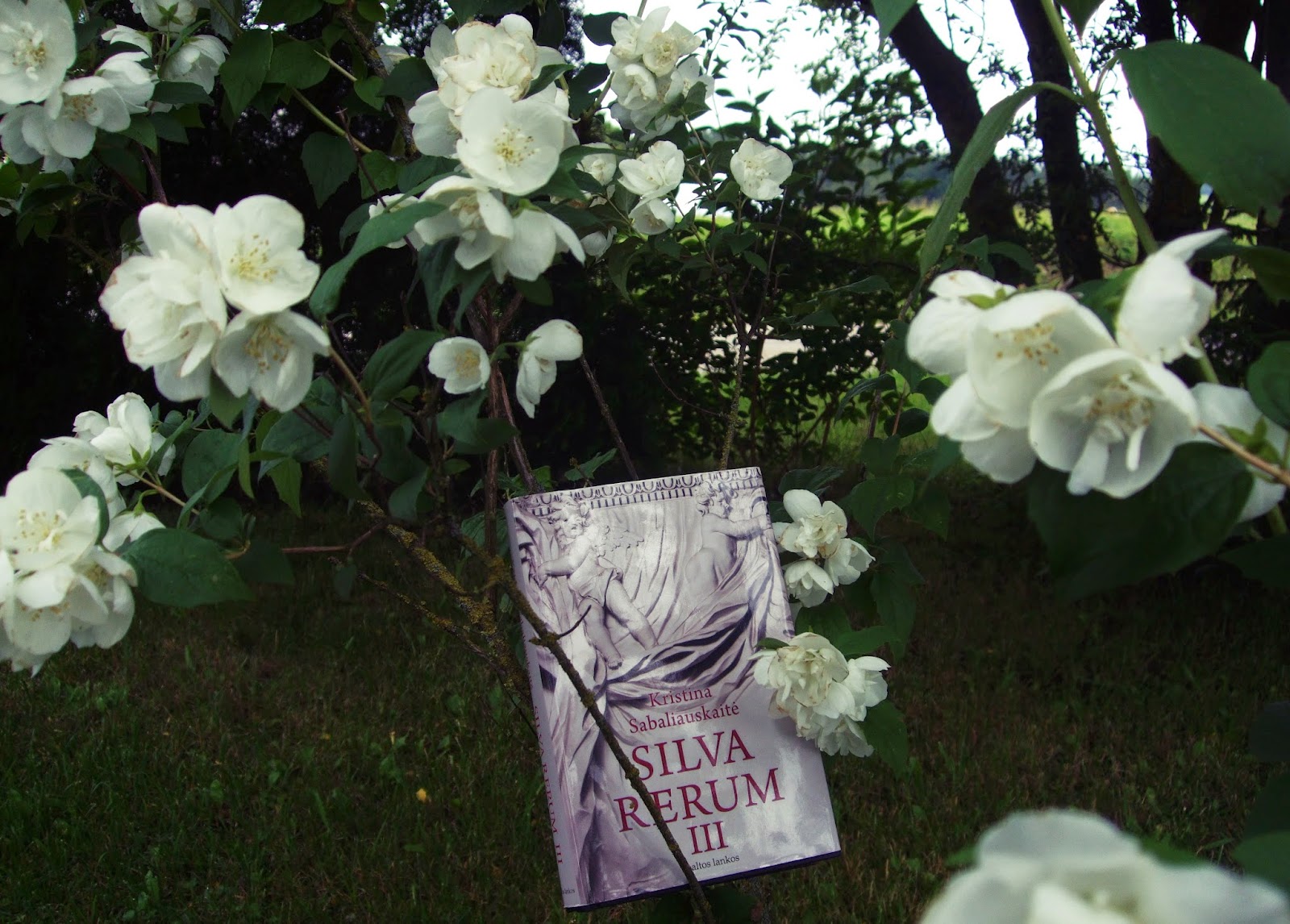 Knygų slėnis: Kristina Sabaliauskaitė "Silva Rerum III"