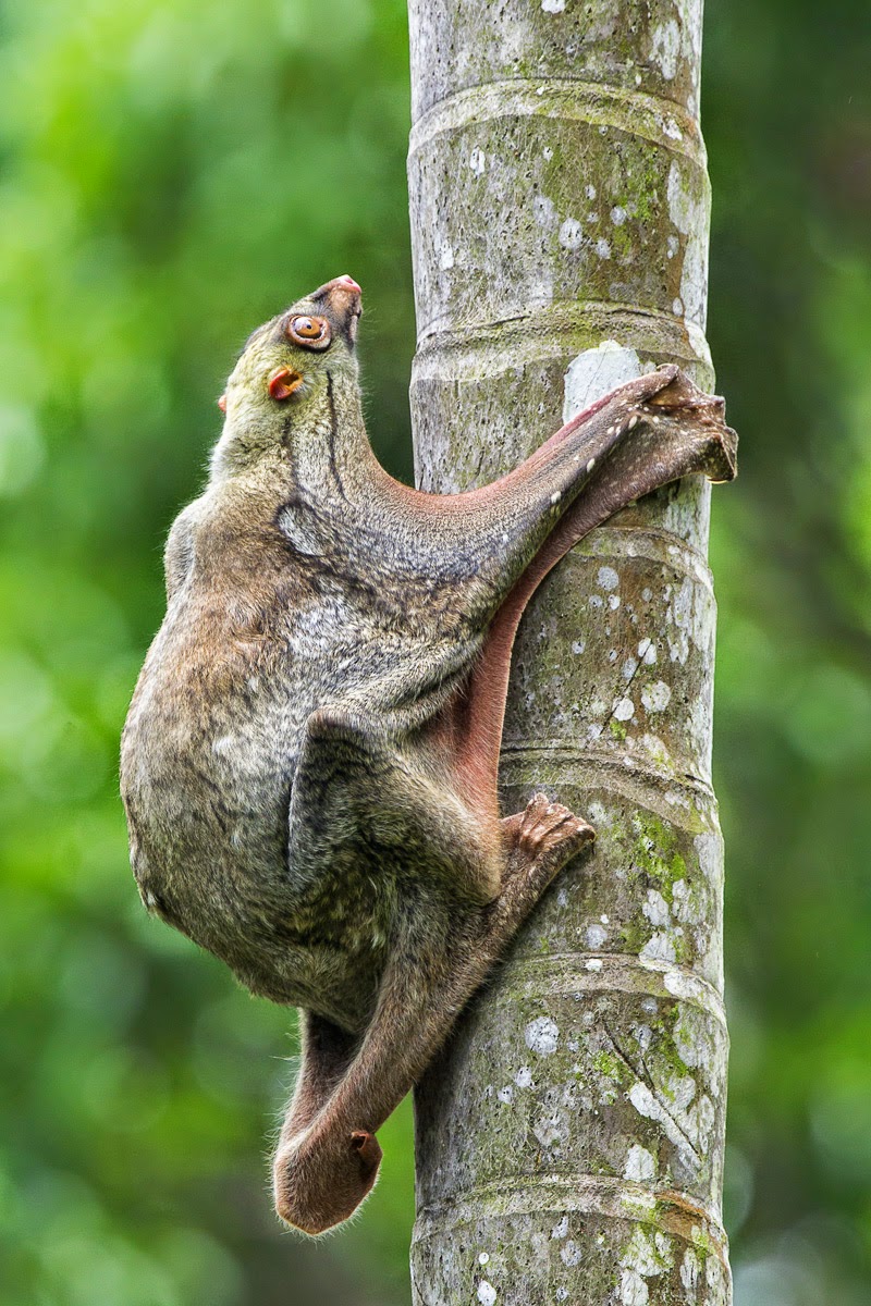 SUNDA COLUGO photos - wallpapers | the fun bank