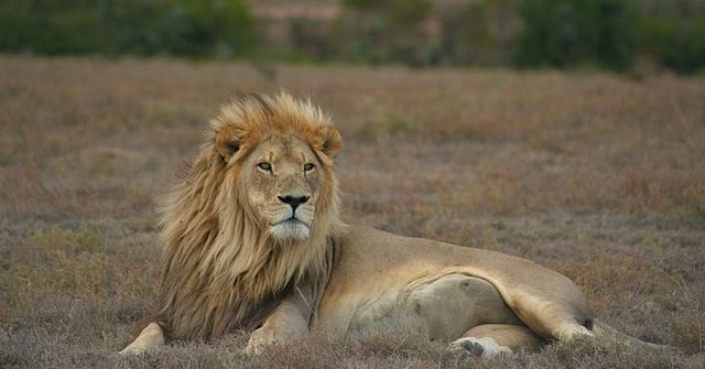 Animal Images: Transvaal Lion Images Collection