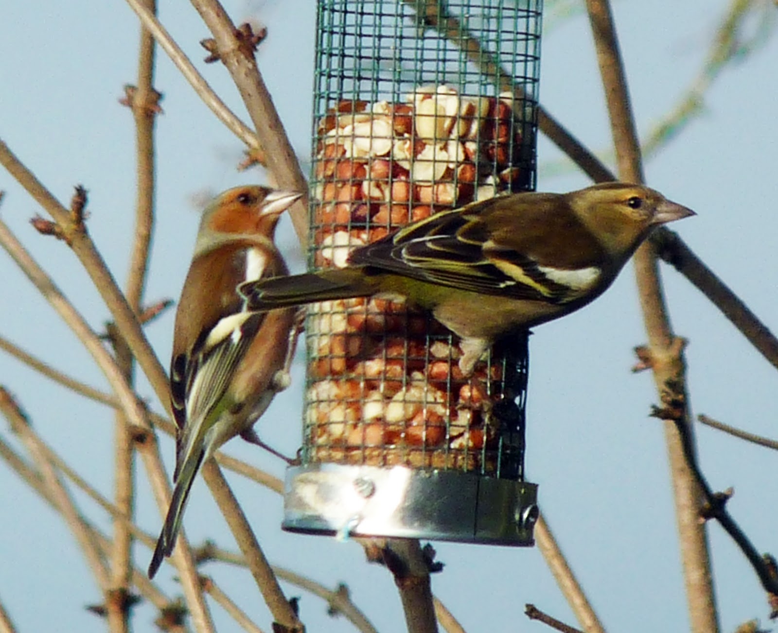 Wild and Wonderful: February 2011