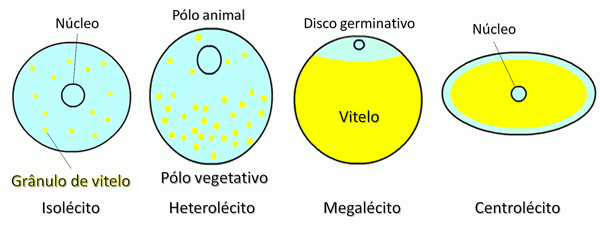 Resumos de Biologia: O desenvolvimento embrionário dos animais ...