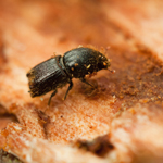 Small Forest Timber Owner Blog for WA: This is the Ips Pine Engraver Beetle