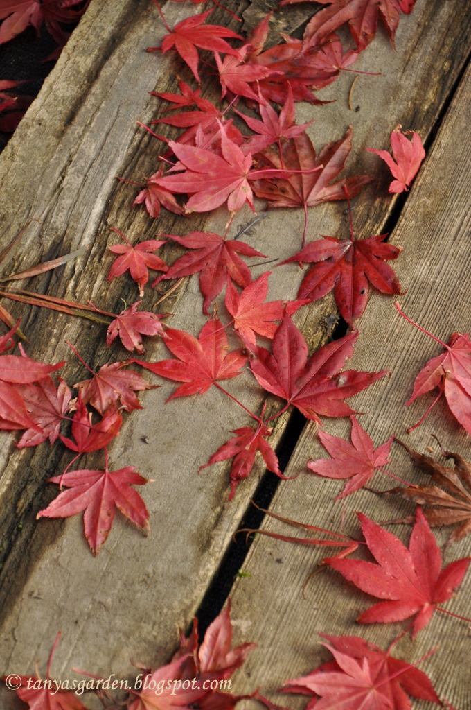 MySecretGarden: Japanese Maples. Picture Gallery