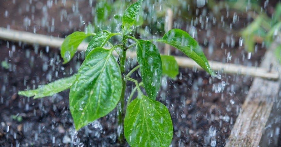 Waktu Terbaik Menyiram Tanaman - Blog Seputar Pertanian