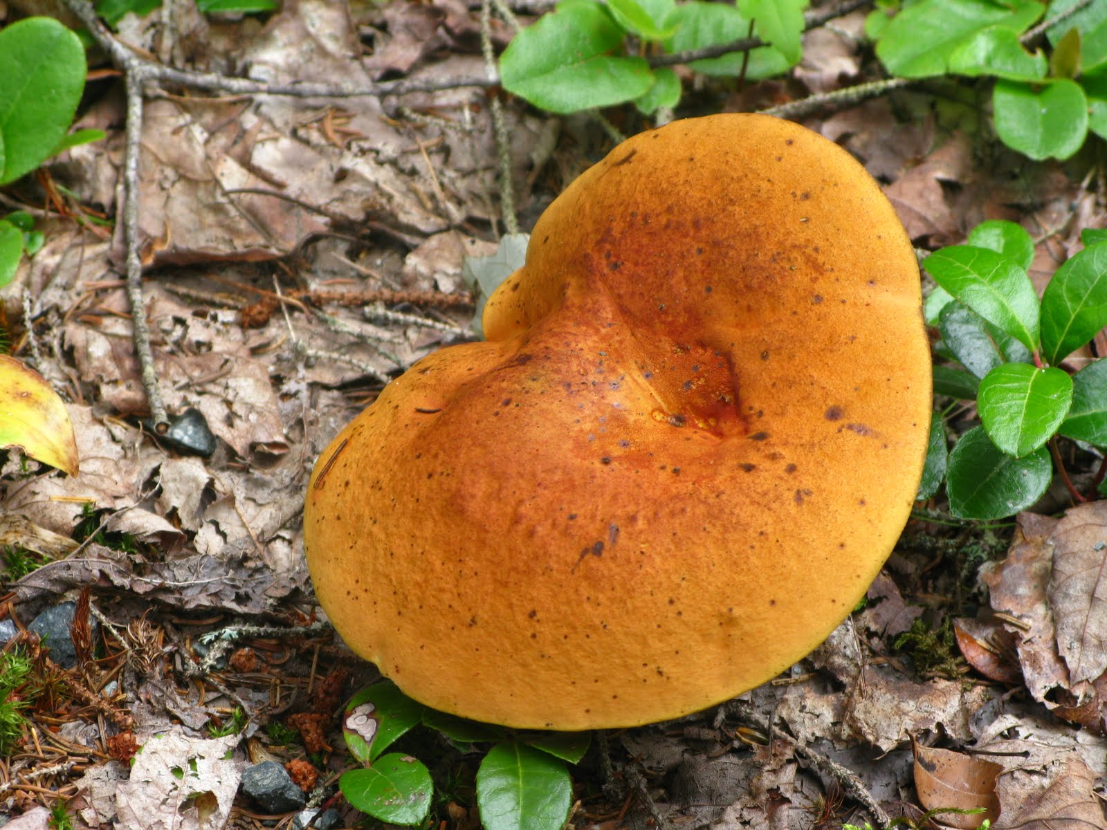 Meandering...: 'Shrooming in Acadia