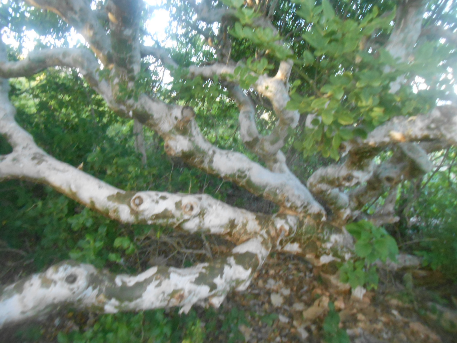 Hiking Curaçao - The Trails: december 2018