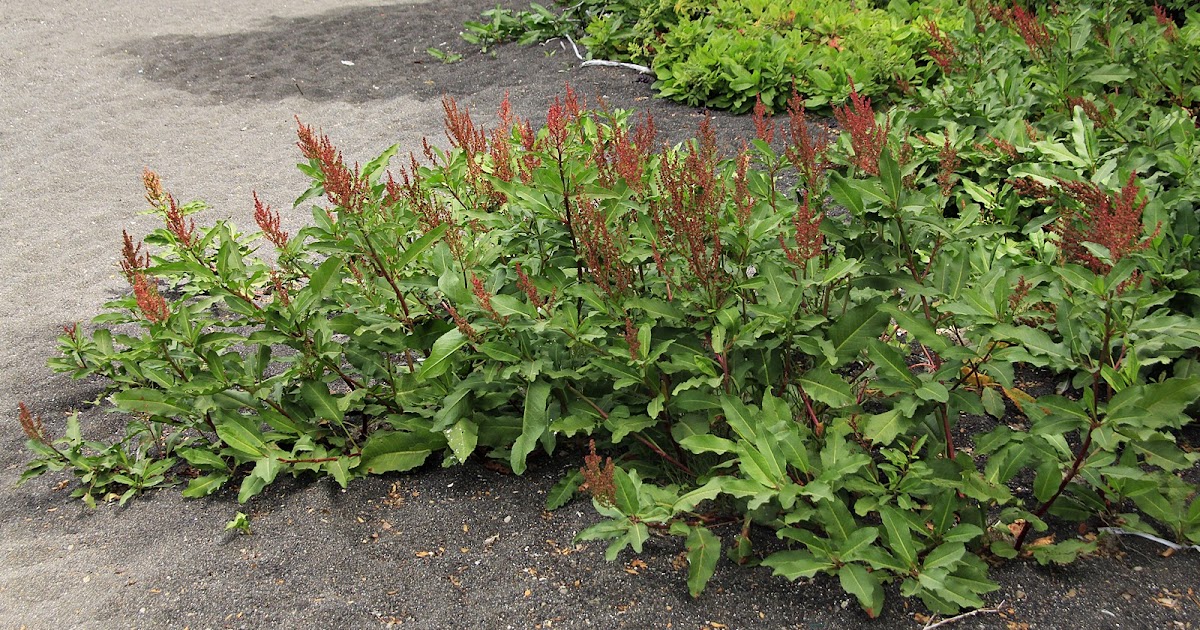 Patagonia: Acedera (Rumex crispus)