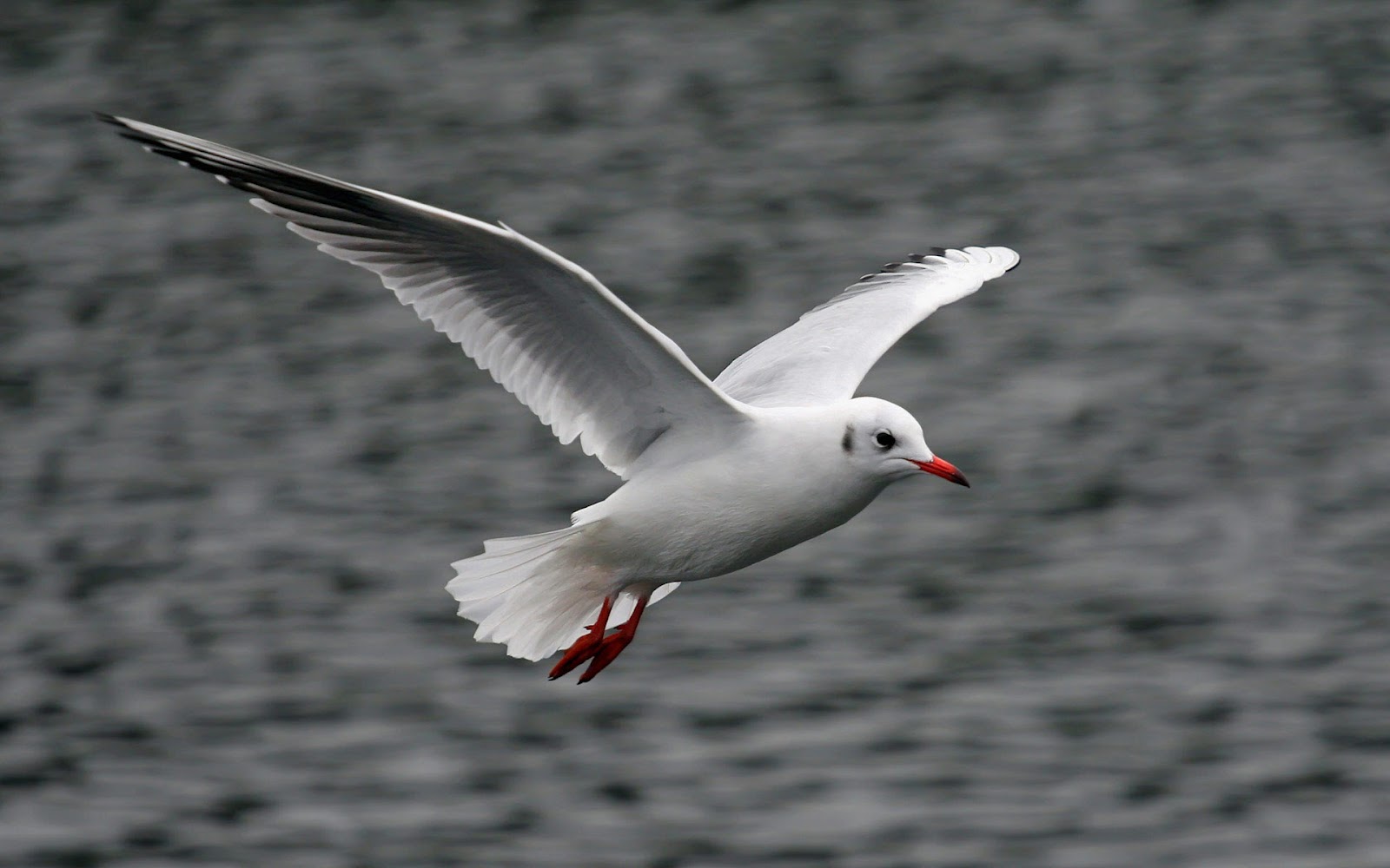 All Wallpapers: Seagull Birds Wallpapers