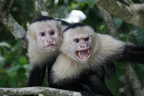 El ojo del buitre: Monos - Cara blanca (Cebus capucinus)