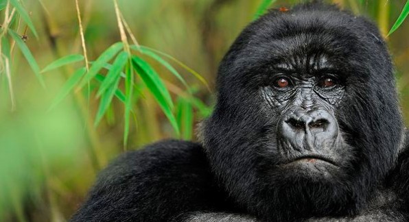 Los primates más amenazados del mundo ~ Gallo Pinto