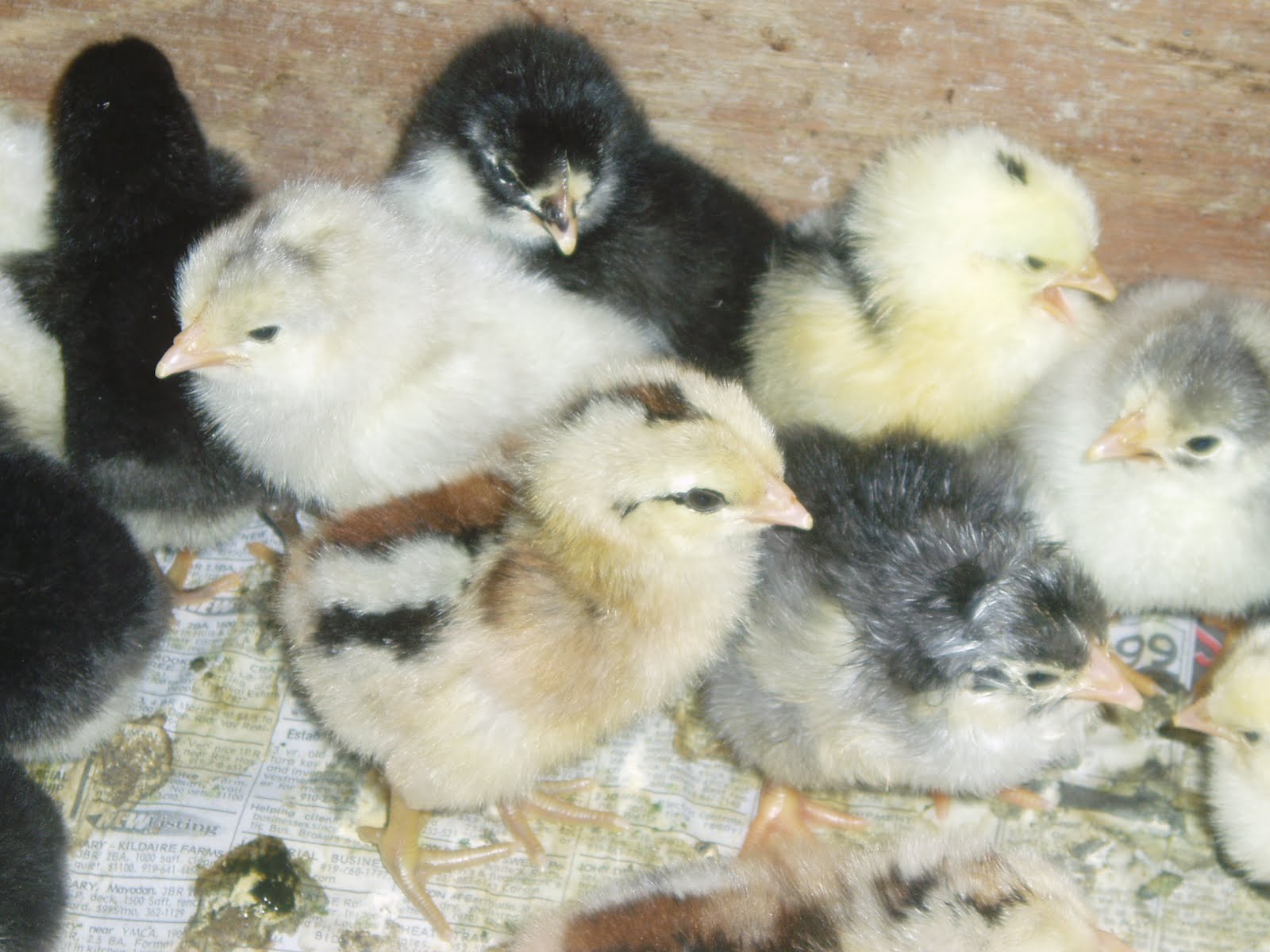 Java Chick Order List