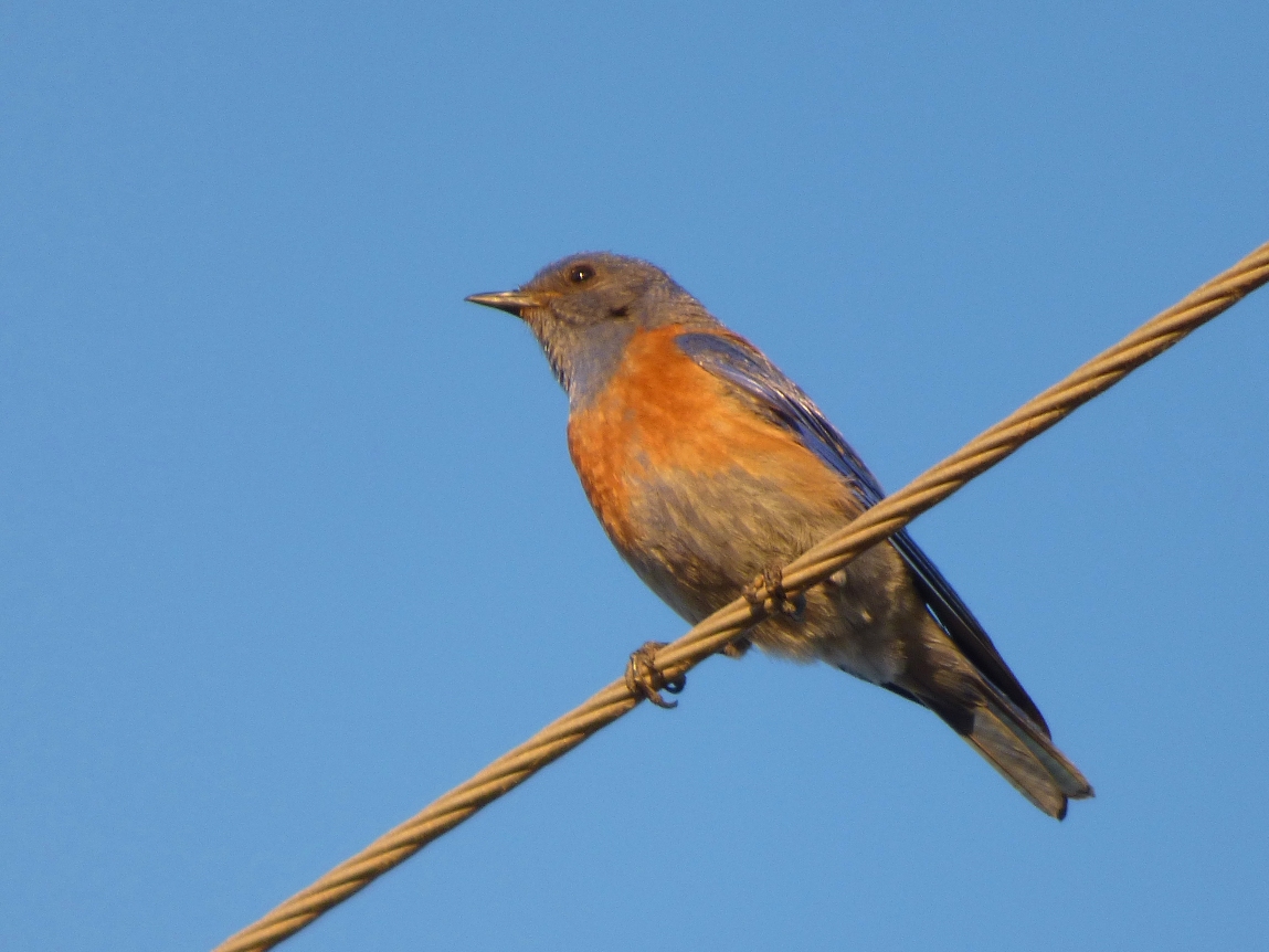 Geotripper's California Birds: Western Bluebird Family at the Tuolumne ...