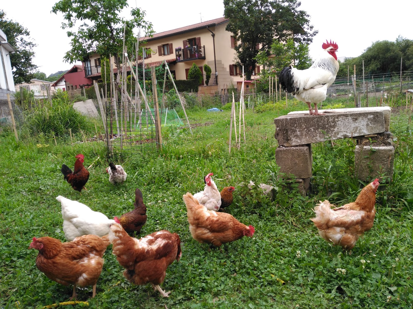 Cosas del PAC: Boris (historia de un gallito I)