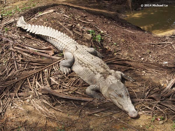 The rainforests of Borneo & Southeast Asia: Crocodiles of Borneo