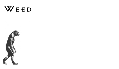 AULA CELESTE: EVOLUCION DEL HOMBRE