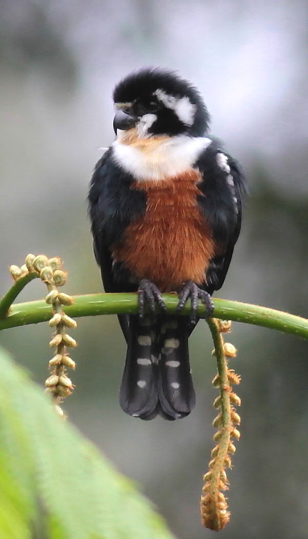 This fluffy, tiny raptor is the Black-thighed Falconet, the world's ...