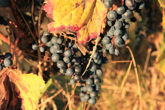 Jim's Loire: Clos Roche Blanche (Touraine) picking 120-year-old Côt ...