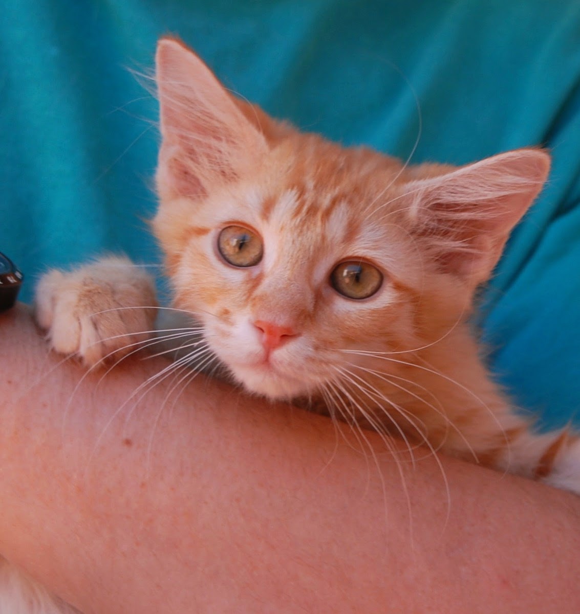 The Super Bowl Kittens are ready for adoption!
