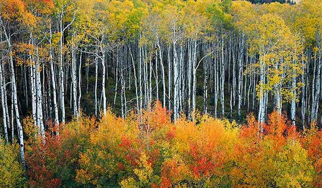 Los Grandes Fotografos: David Brookover (1954)