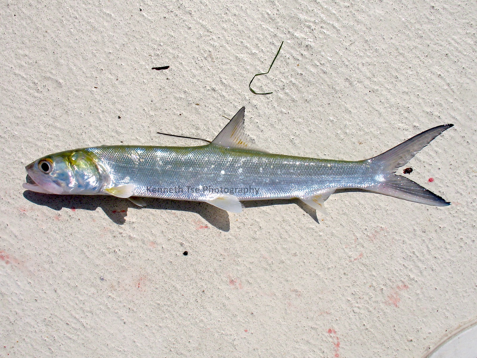 MuskieBait Adventures: Lifelist