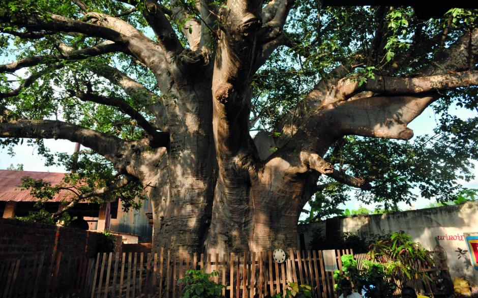 Les échos du CONGO: le Baobad de Stanley