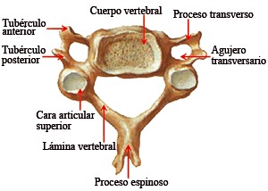 Que Es Una Prominencia De Apofisis Transversa C7 - Rencontre Femme A Nantes