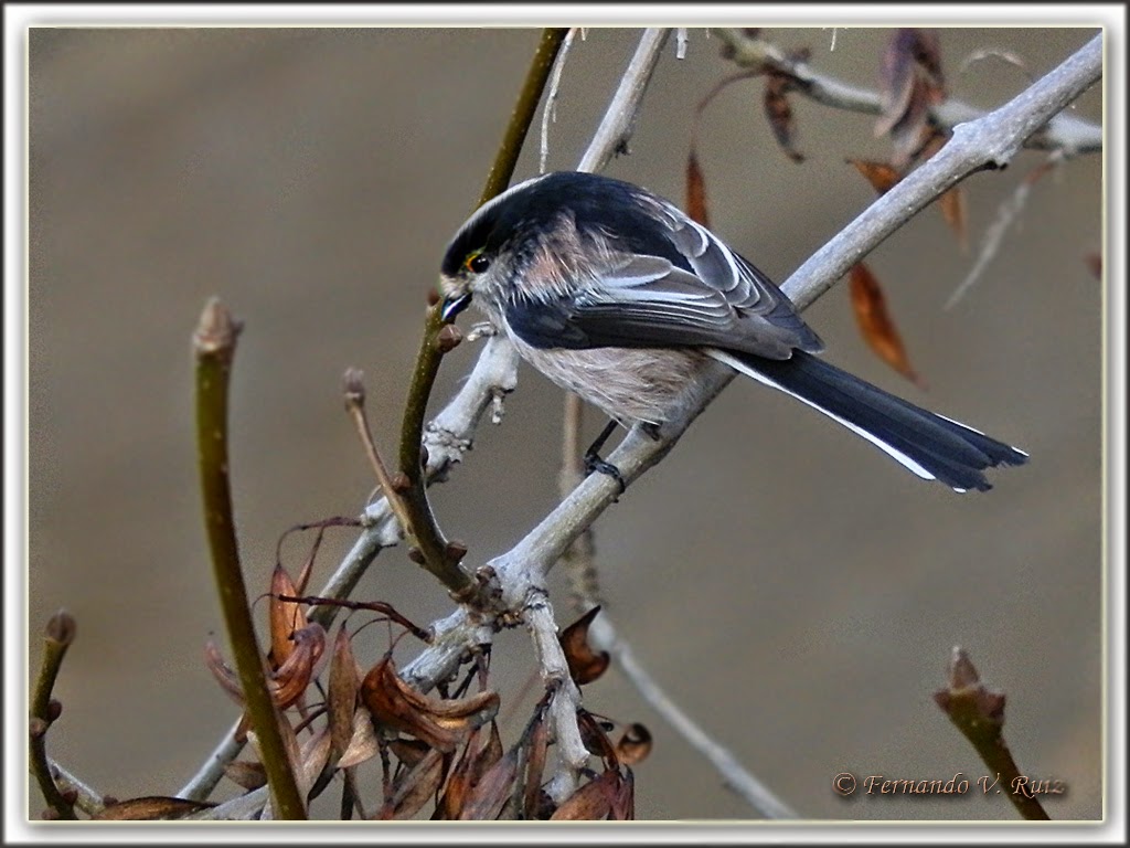 AVES de la RIOJA: MITO (Aegithalos caudatus)