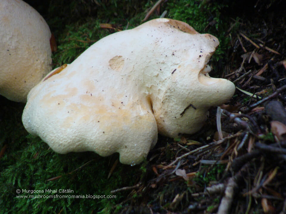 Mushrooms from Romania: Albatrellus confluens