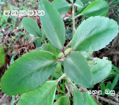 Hela osu: අක්කපාන (akkapaana)