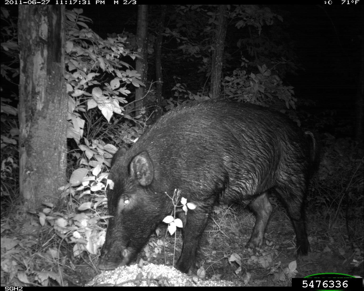 Center for Invasive Species and Ecosystem Health: Feral Hogs Workshop ...