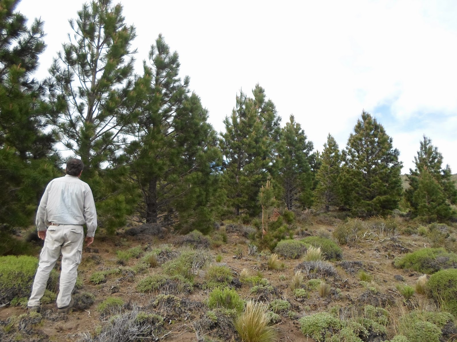 Patagonia Andina Forestal: Recorrida técnica con productores y ...