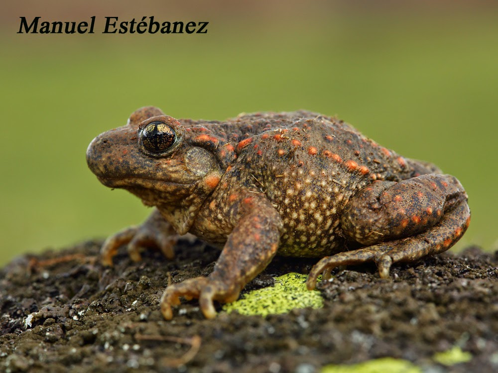 Miradas Cantábricas: Sapo partero común (Alytes obstetricans)